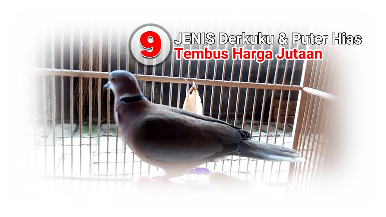 9 JENIS BURUNG DERKUKU & PUTER WARNA YANG MENCAPAI HARGA JUTAAN RUPIAH ...