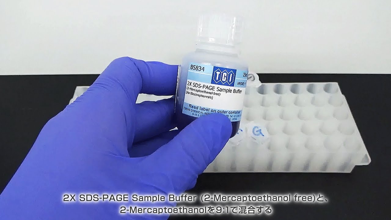 還元剤を添加するSDS-PAGEサンプルの調製手順 - YouTube