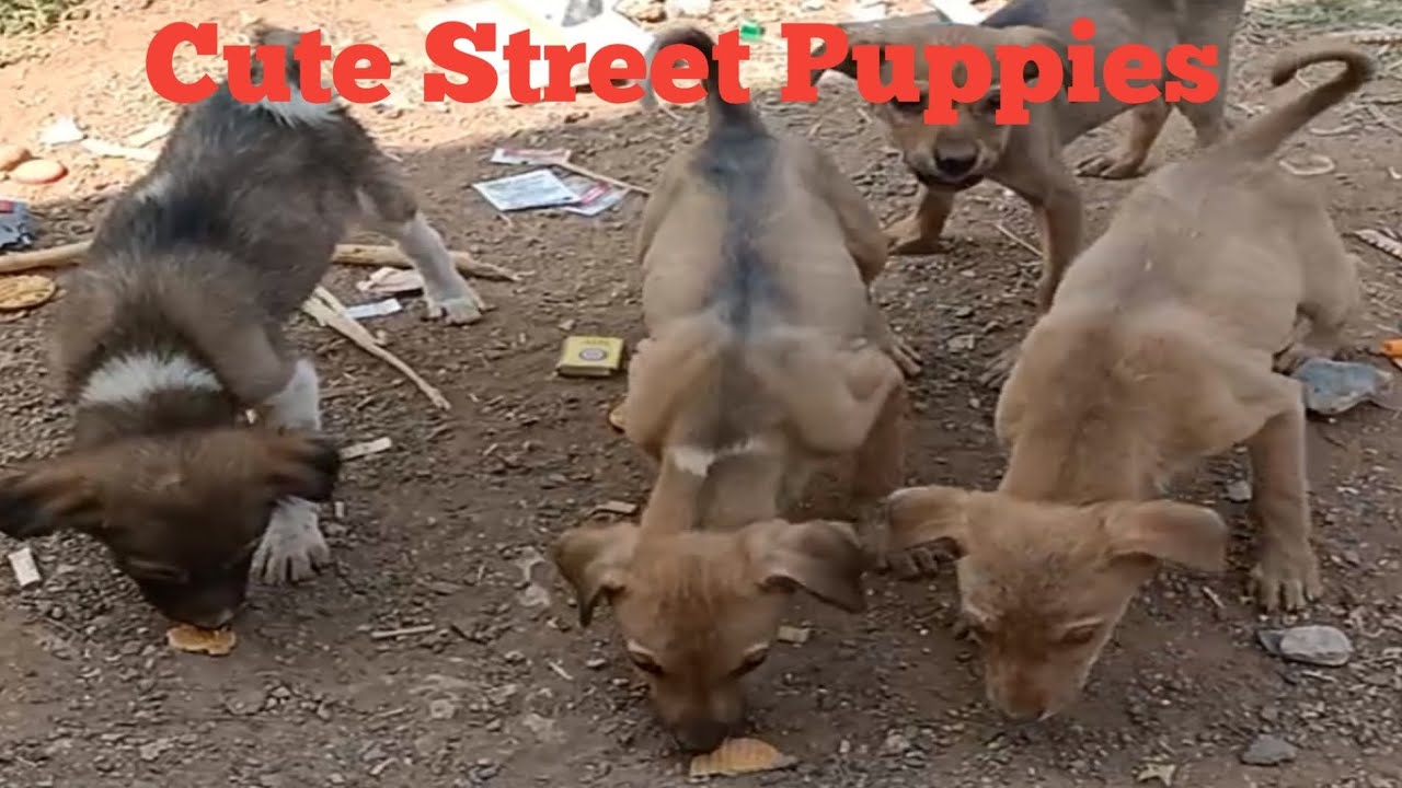 Cute Street Puppies | Love Puppies |Sweet Puppies|🦮🦮🦮🦮🦮🦮🦮 - YouTube