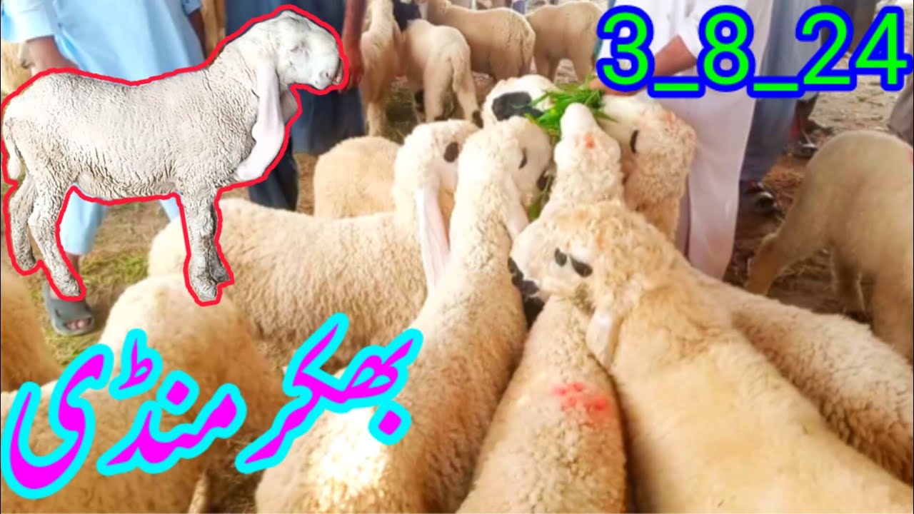 Bakra Mandi Bakhar Pakistan Thali and Kajly chatry Sheep Mandi 2024 ...