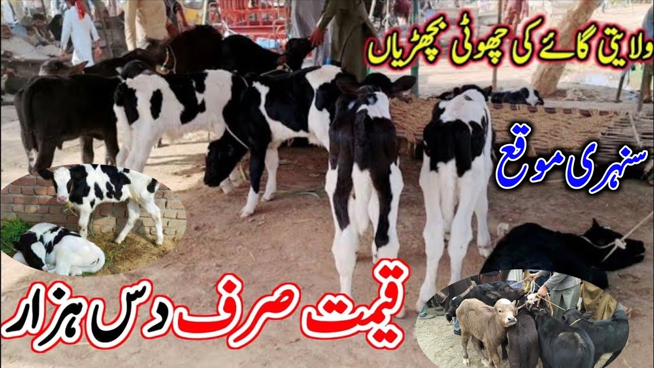Malumor Mandi Jhang Today Holstein Friesian | Australian Fresian Little ...