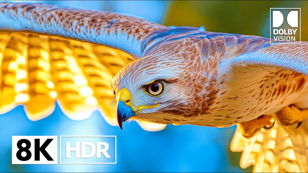 World's Breathtaking 8K HDR 120FPS | Dolby Vision (4K/8K Video TV ...
