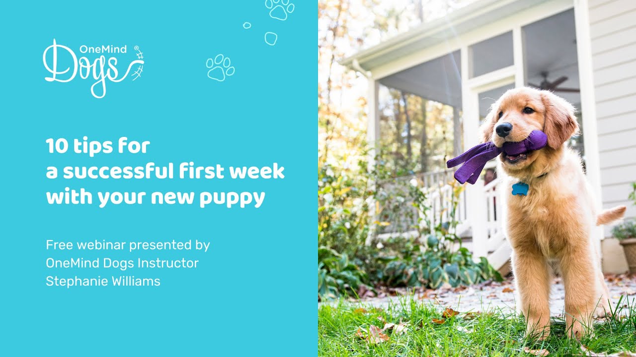 Puppy Webinar: 10 Tips For a Successful First Week With Your New Puppy ...
