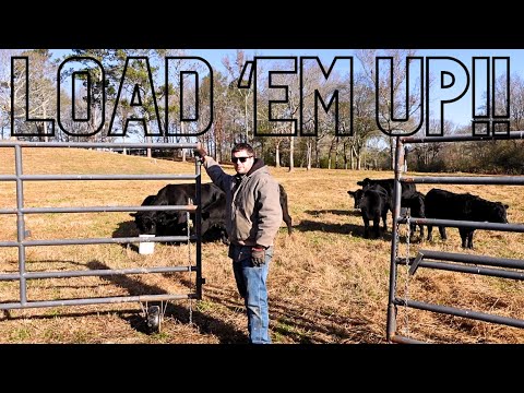 Load 'Em Up! Moving The Bull To Some Open Cows! - YouTube