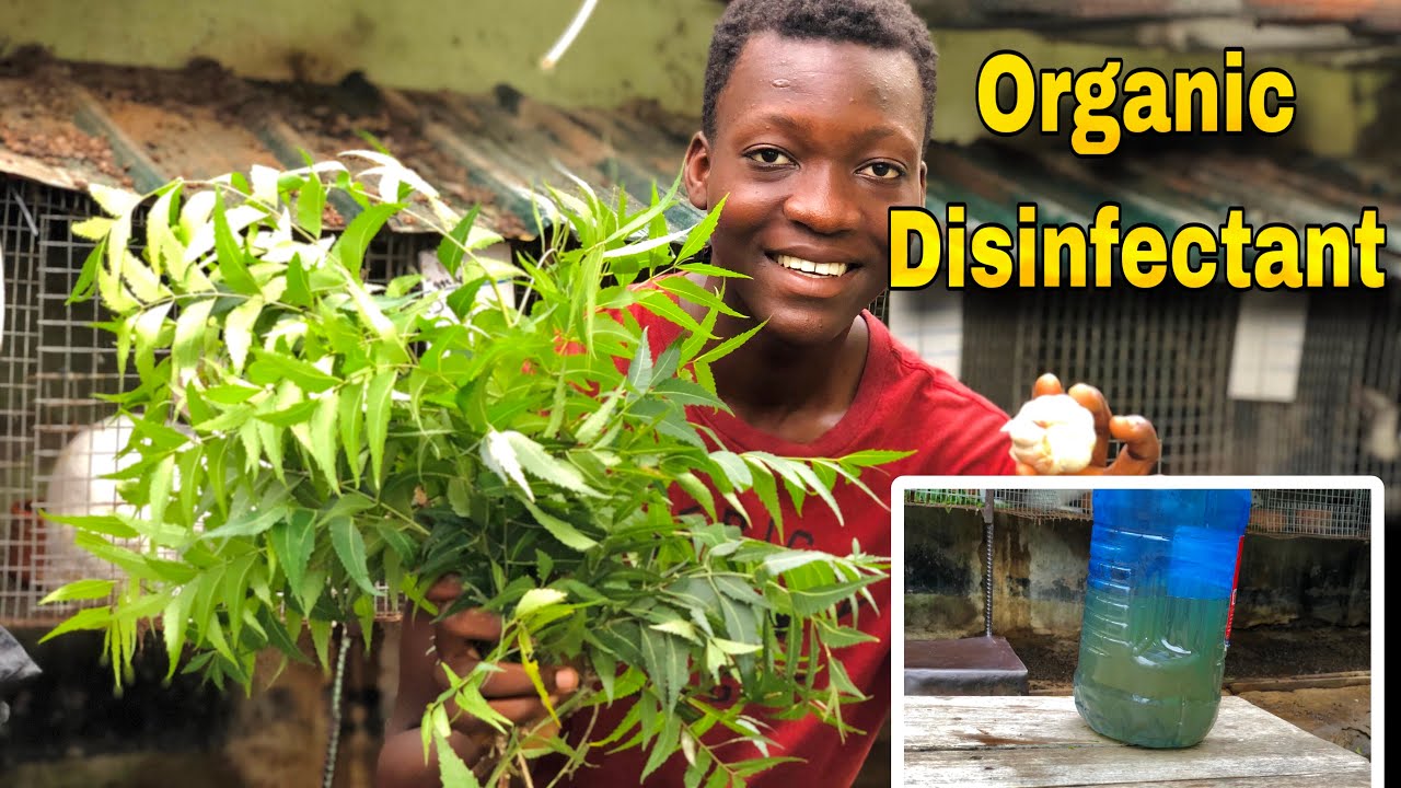 How To Make Organic Disinfectant From Neem Leaves And Garlic 🧄 - YouTube