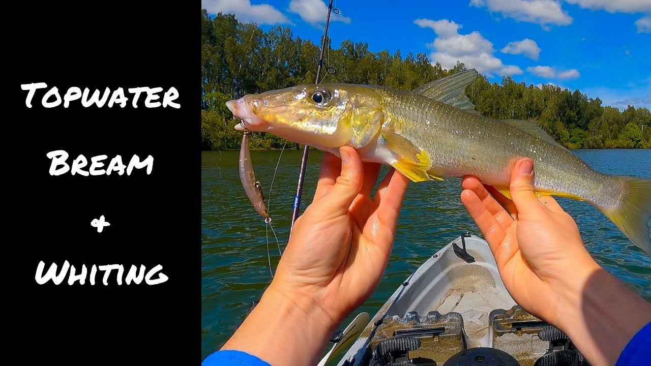 Topwater Bream & Whiting | Undercover Lure for Big Whiting - YouTube