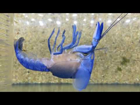 What Is Determined By The Crayfish Pincher