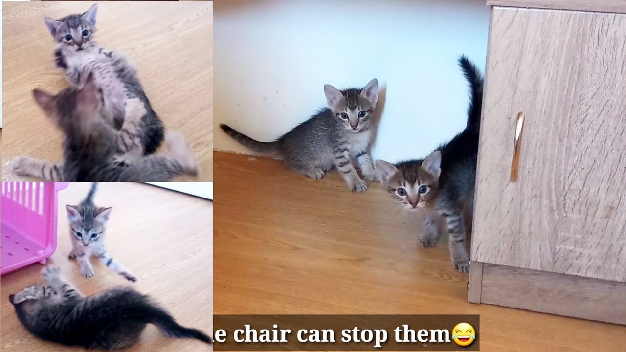 Hilarious Tiny Kitten fight | Only the chair can break them up! - YouTube