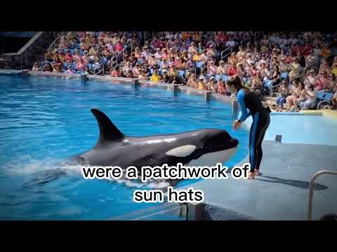 The HORRIFYING Last Moment of Orca Trainer Jessica Redcliffe - YouTube