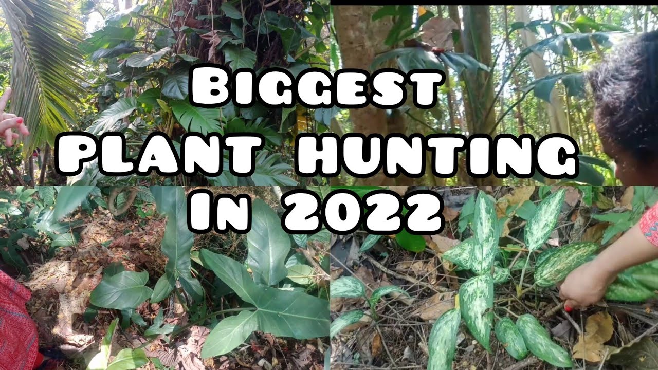 Biggest PLANT HUNTING with Variety & Costly Plants in 2022 | Indoor ...