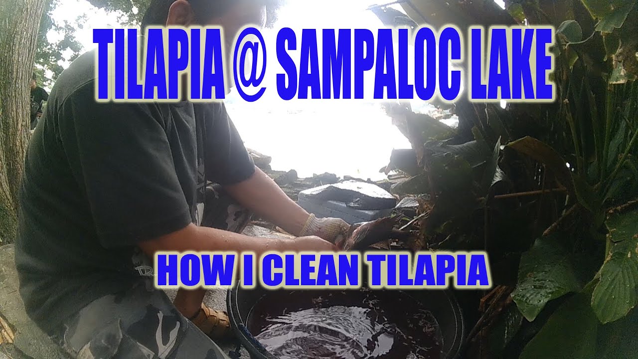 HOW I CLEAN FRESH TILAPIA @ SAMPALOC LAKE SAN PABLO LAGUNA - YouTube