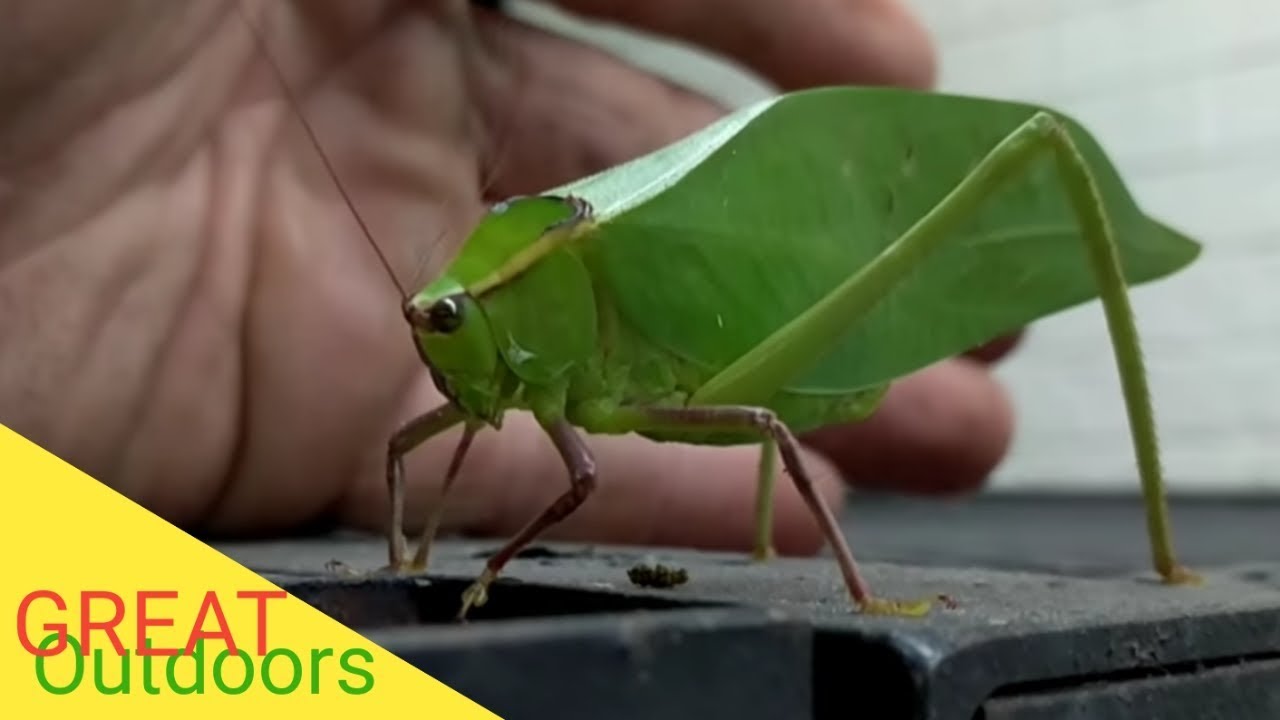 Katydid The Giant Leaf Insect - YouTube
