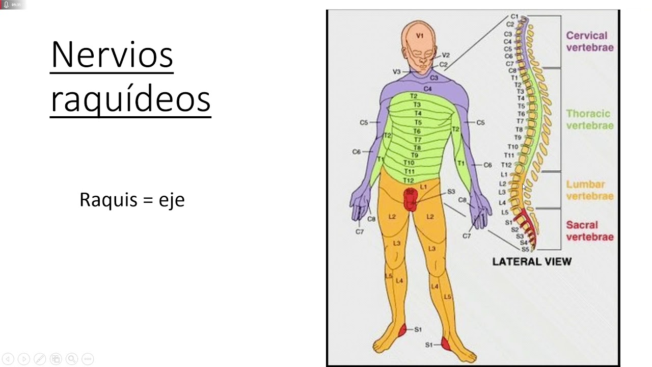 Medula espinal nervios raquideos y craneales líquido cefalorraquideo ...