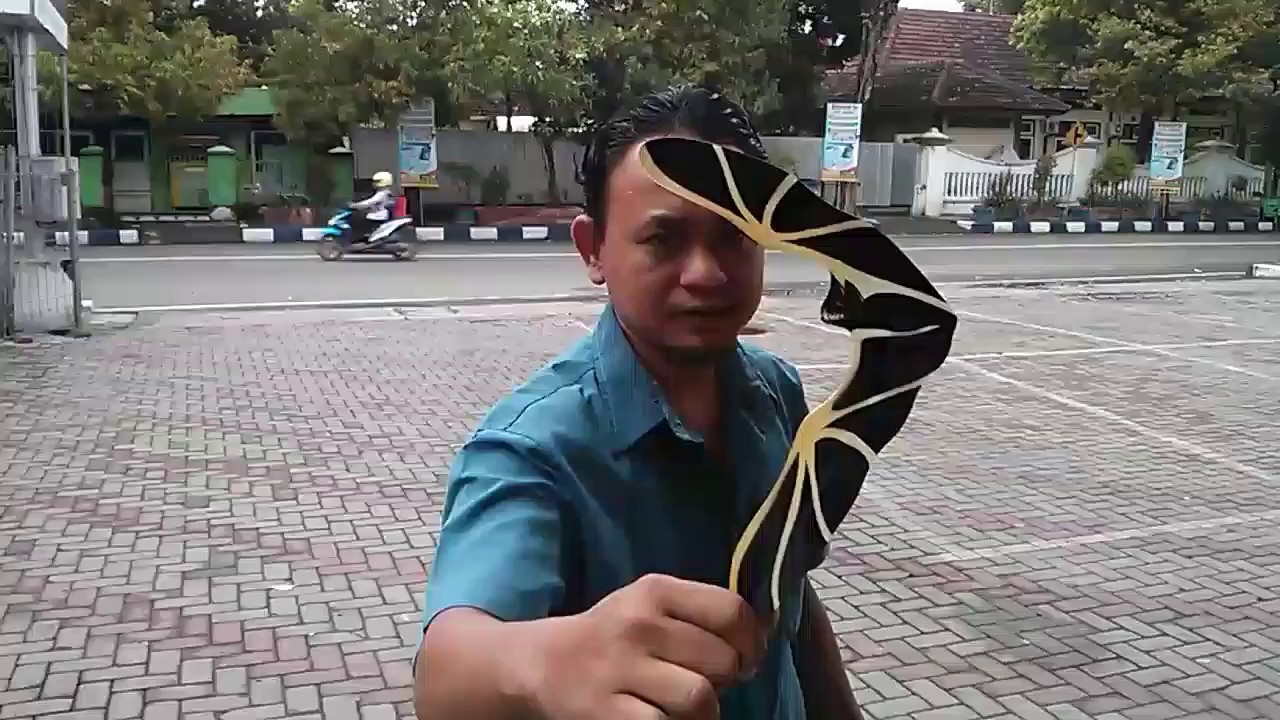 Bat Indoor Boomerang Flight - YouTube