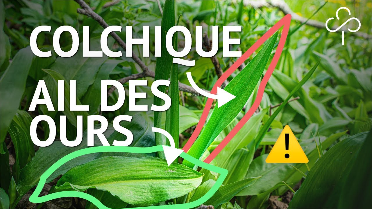 COLCHIQUE qui pousse avec l'AIL DES OURS - YouTube