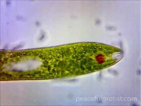 Euglena - YouTube