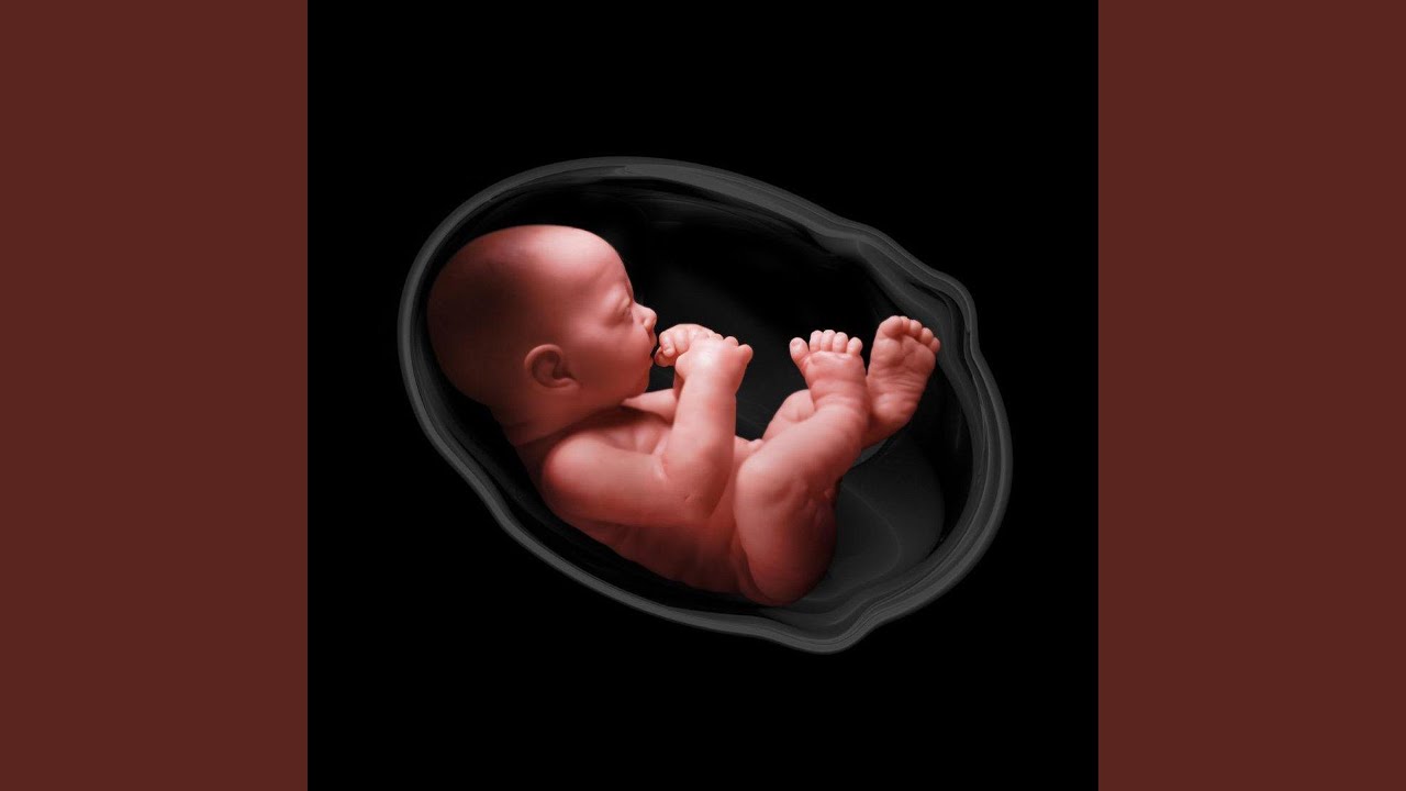 The Cycle Of Life (Birth) - YouTube