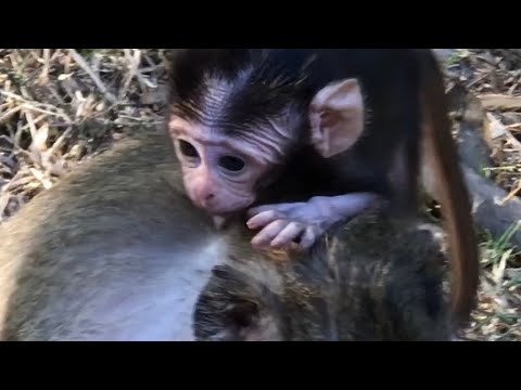 Baby monkeys want to fly | Ground of baby monkey - YouTube