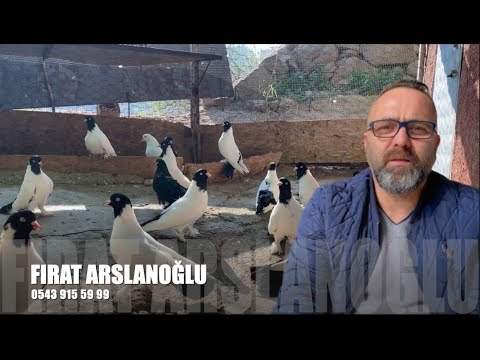 Aslanbaş Saya Güvercin Sohbeti Fırat Arslanoğlu