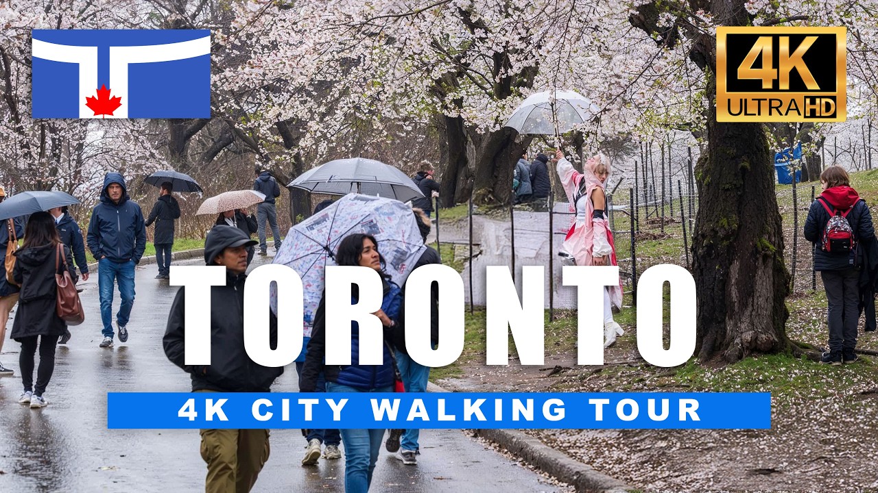 🌸 Rainy Toronto Spring Walk | High Park Cherry Blossoms in Full Bloom 🌳 ...