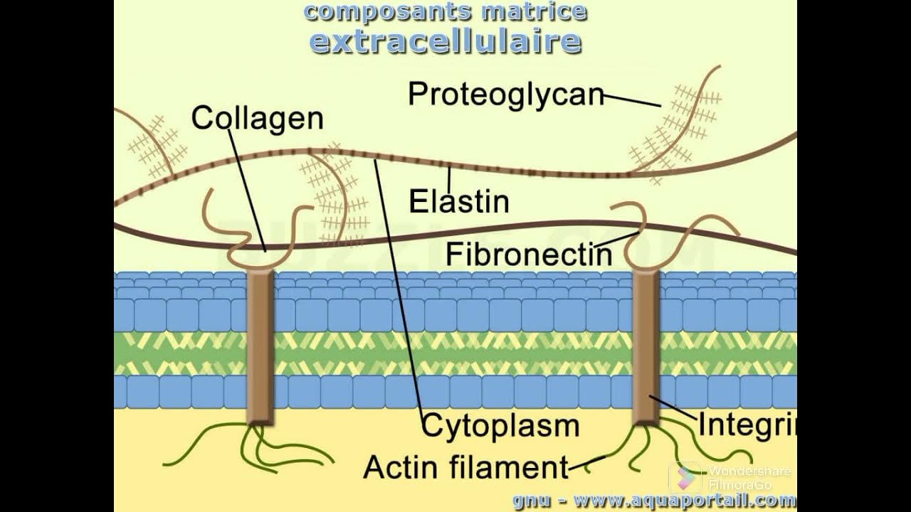 درس حول @ Matrice extracellulaire - YouTube درس حول @ Matrice extracellulaire - YouTube