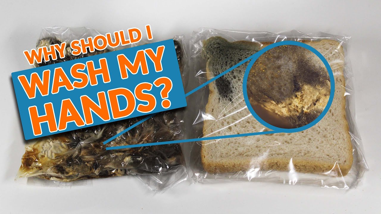 Clean vs dirty hands - Legendary bread comparison time-lapse - YouTube