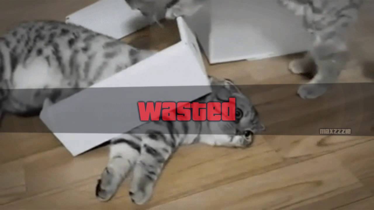 cat wasted - YouTube