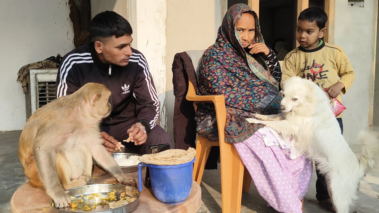 Akash Monkey Rani ek sath khana khate hai ।। @AkashRBL783 - YouTube