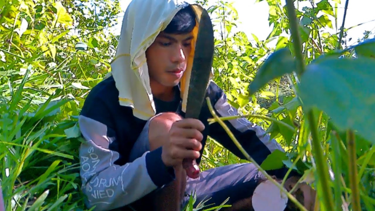Try this yummy Taro( gabi ) recipe best for snack in home | countryside ...