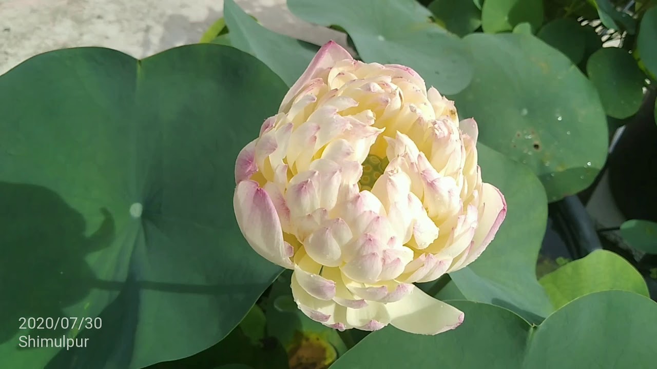 Charming lips , Autumn in mouling lotus bloomed beautifully . - YouTube