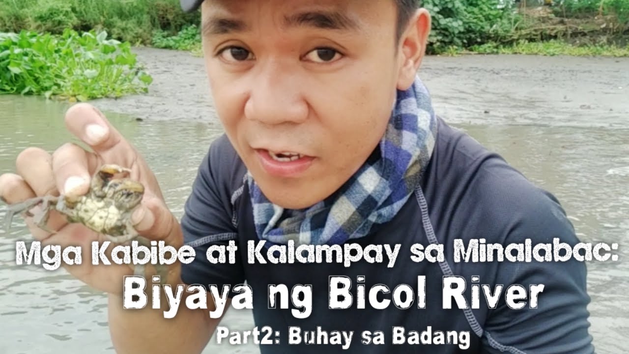 Part 2: Mga Kabibe at Kalampay sa Minalabac, Biyaya ng Bicol River ...