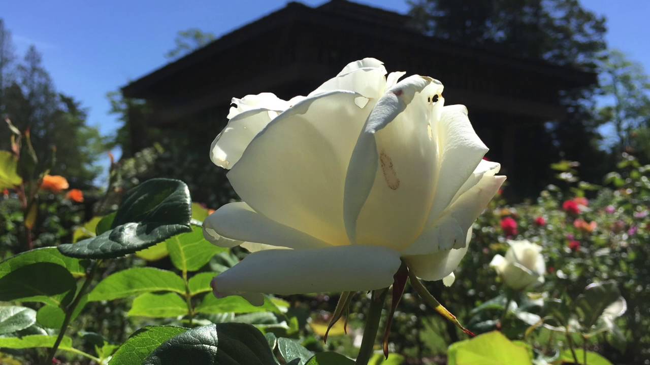 Point Defiance Rose Garden, Tacoma, WA. May, 2016 - YouTube