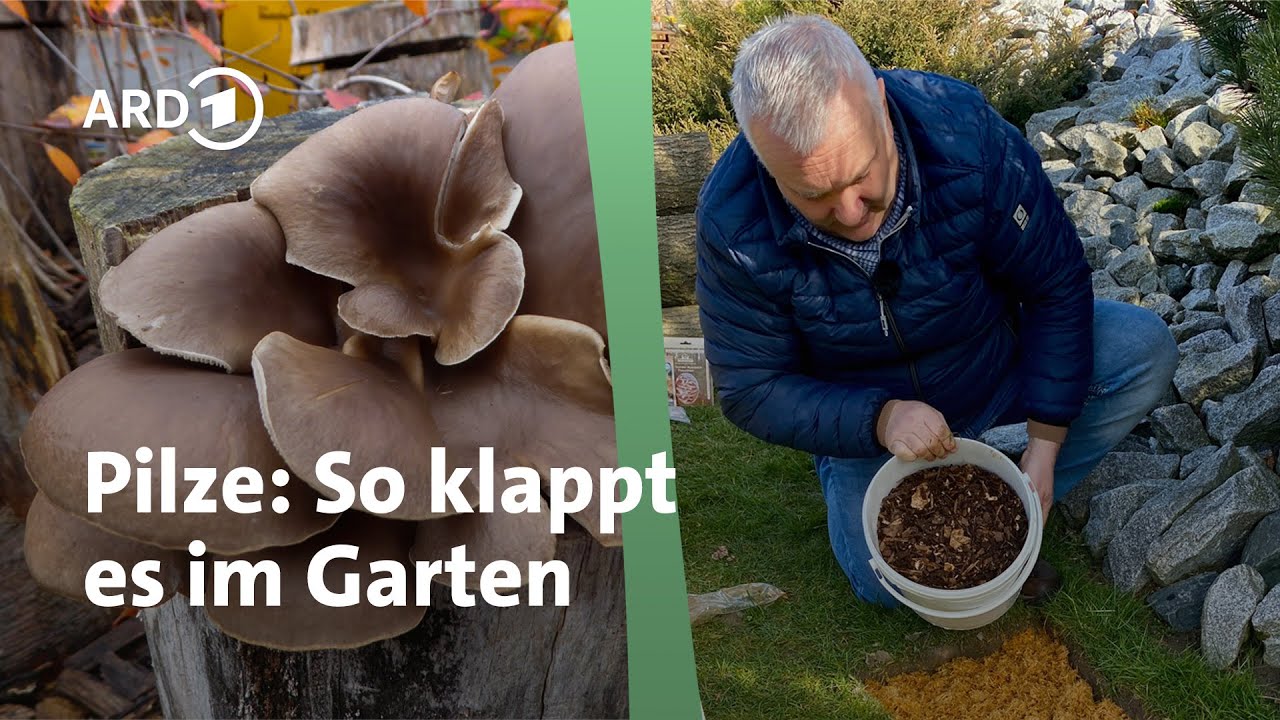 Pilze Im Garten Anbauen