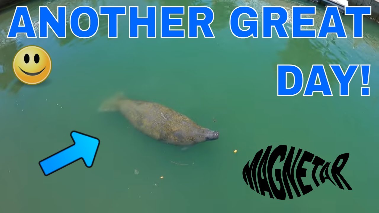 Magnet fishing gone right! Magnetar and Manatees!#magnetfishing - YouTube