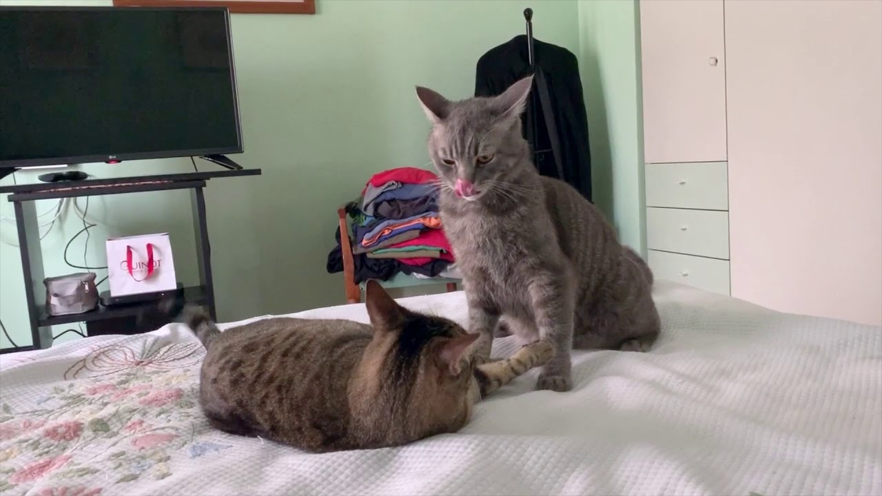 quando-i-gatti-giocano-youtube