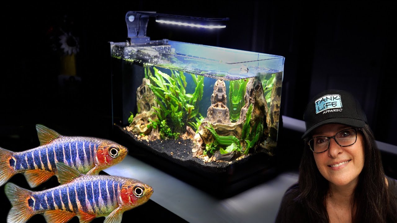 Dwarf Emerald Rasbora 5 Gallon Mountain(esque) Aquascape! - YouTube