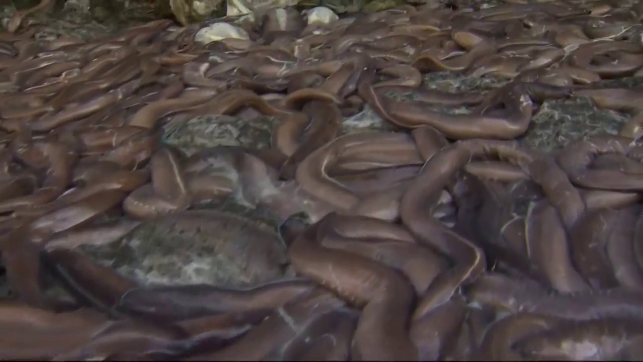 Truck overturns, spilling slime eels on highway - YouTube
