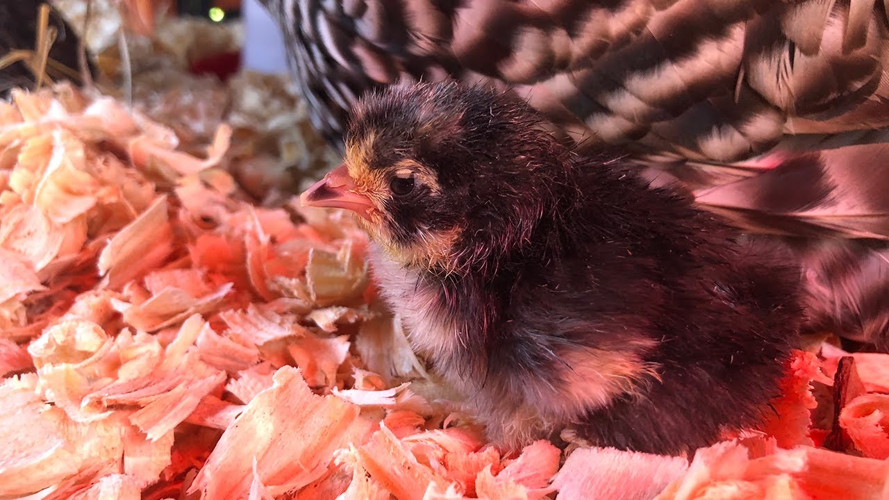 Day Old Chick Emerges From Under Momma Hen! Meet Liberty our new chick ...