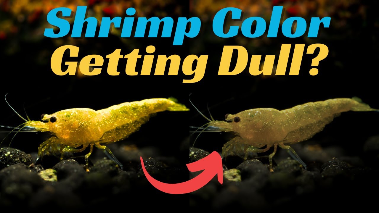 Why Do Shrimps Change Color? - YouTube