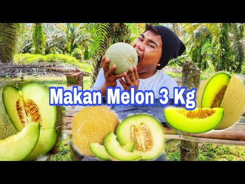 Mukbang Melon jumbo 3 Kg || 24 Jam Makan Makanan Raksasa