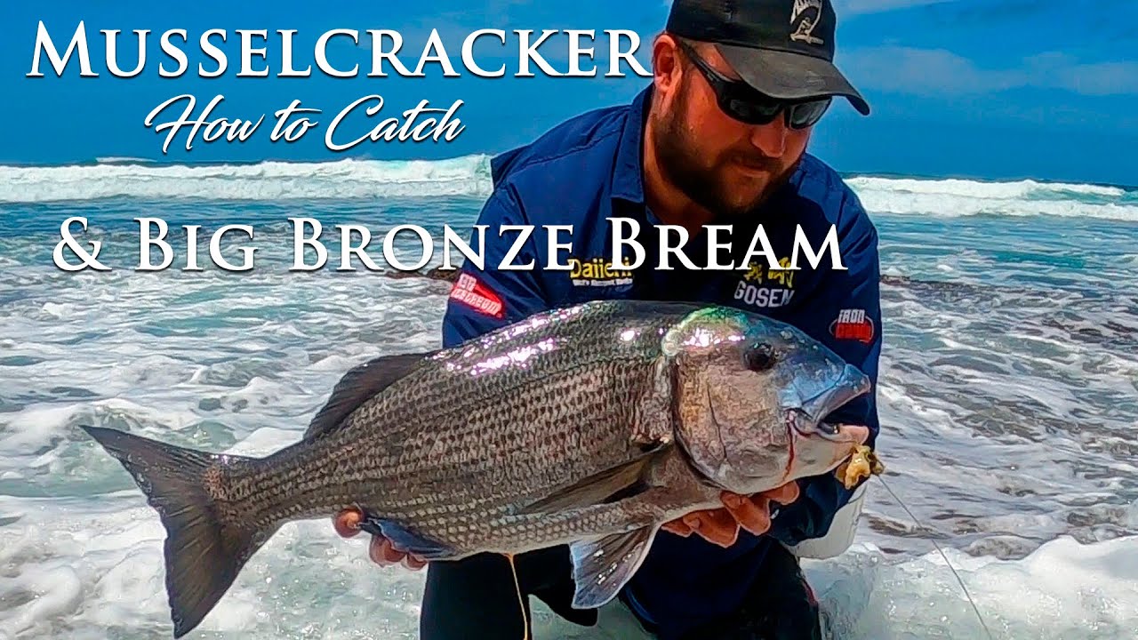 MUSSELCRACKER & BRONZE BREAM in one spot {HOW TO CATCH THEM} - YouTube