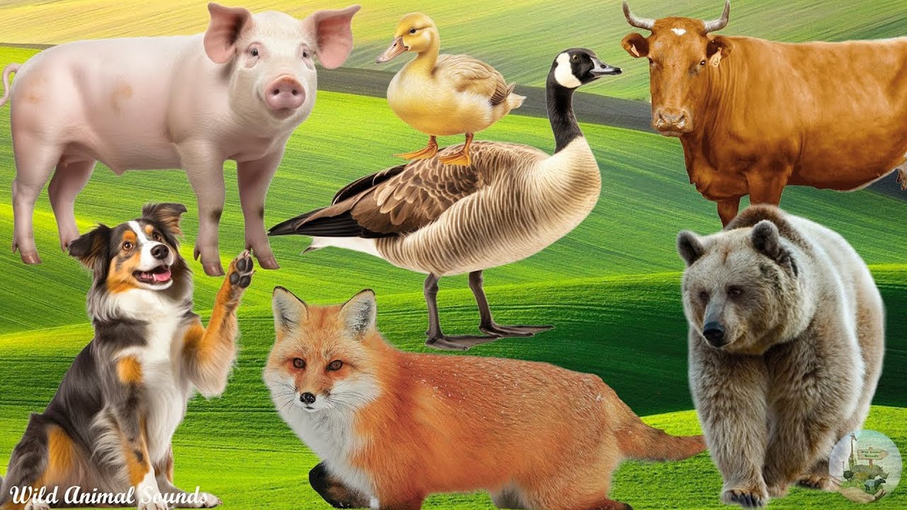 Farm Animal Sounds: Cow, Pig, Dog, Bear, Goose, Fox And Duckling ...