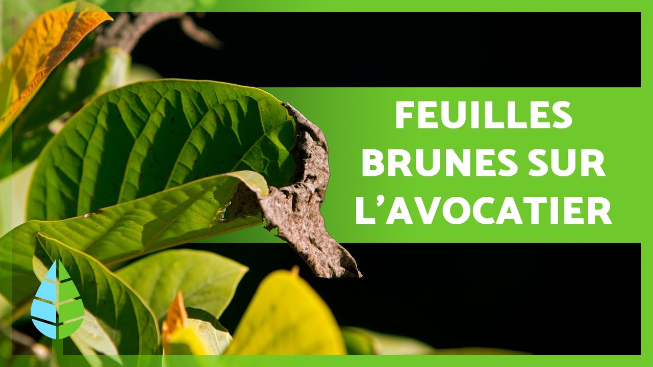Comment S'OCCUPER d'un AVOCATIER qui a les FEUILLES MARRON 🍂🥑 (5 Causes ...