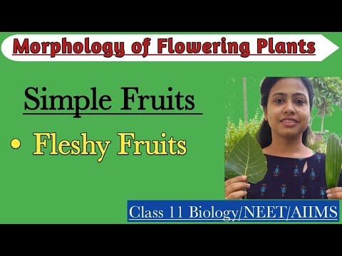 Fruits - Simple Fleshy Fruits | Morphology of Flowering Plants | Class ...