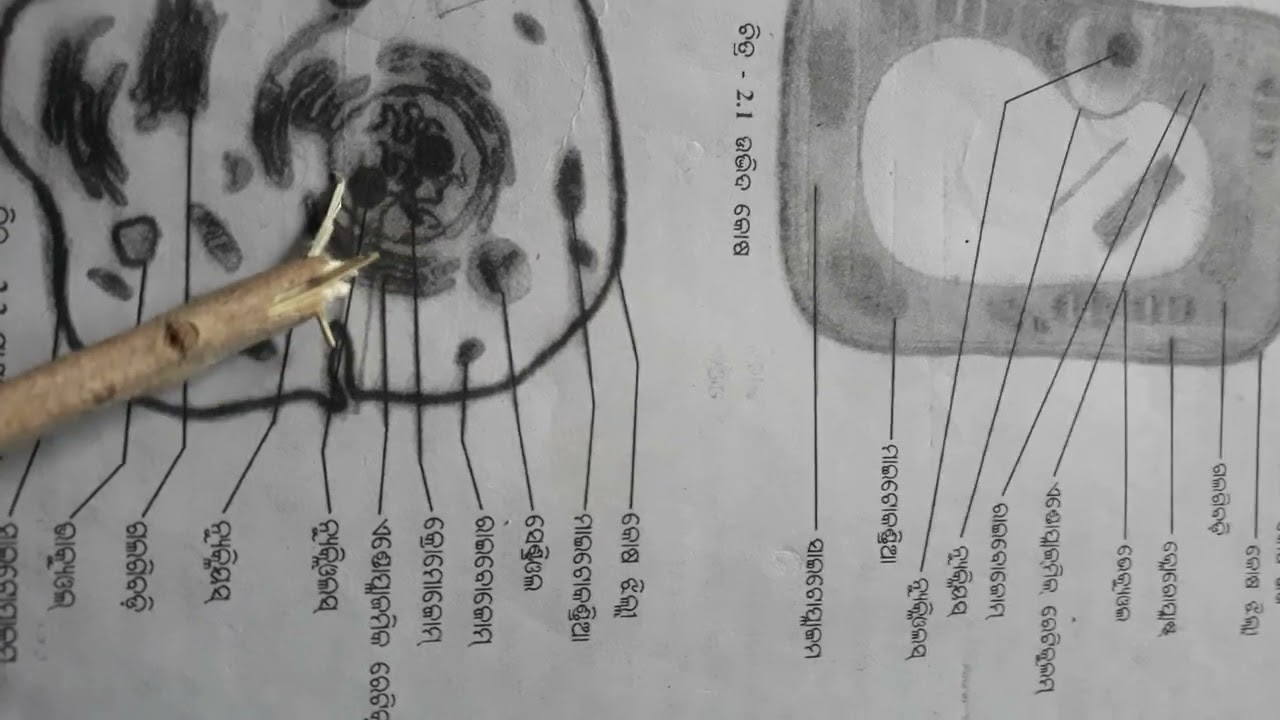 Prani kosa,in odia language,prani kosha, prani kosh drawing,class 9 ...