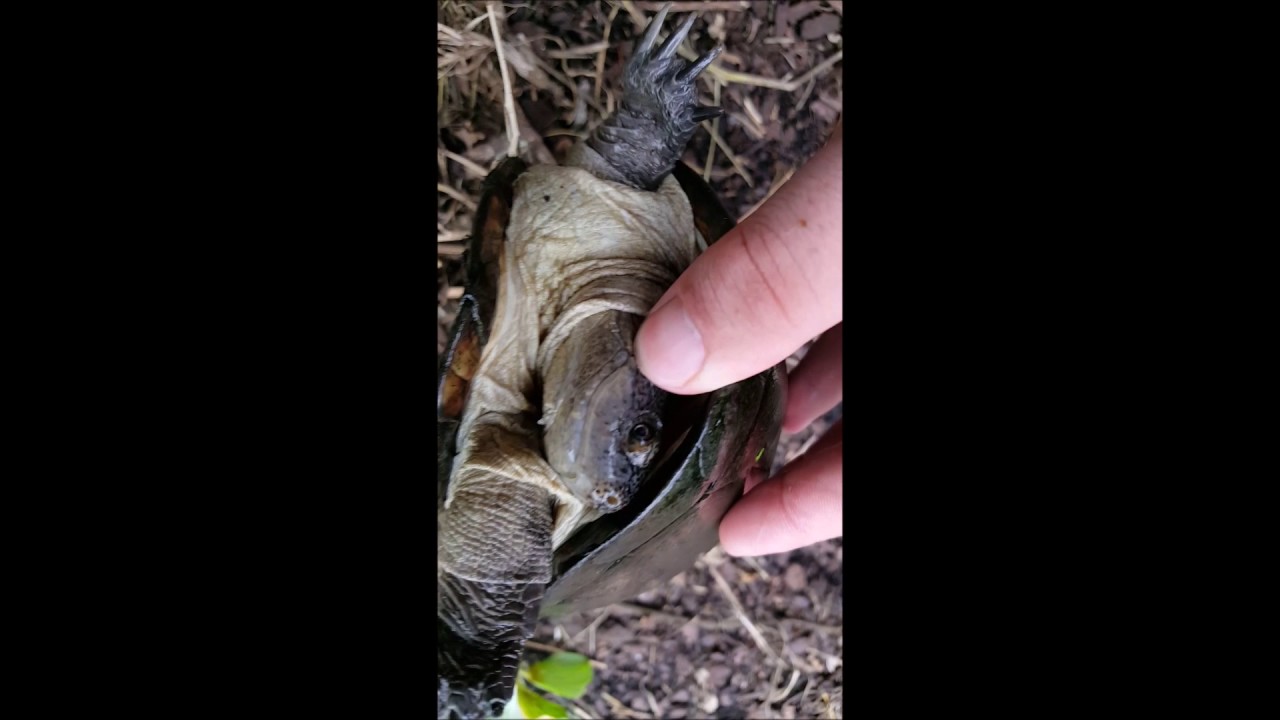 german turtle club Home story Teil 1 - YouTube