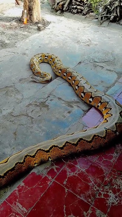 One of the huge snakes. #snake #pythonsnake #reticulatedpython #indonesia #reticulatuspython ...
