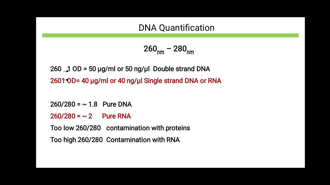 DNA Quantification - YouTube