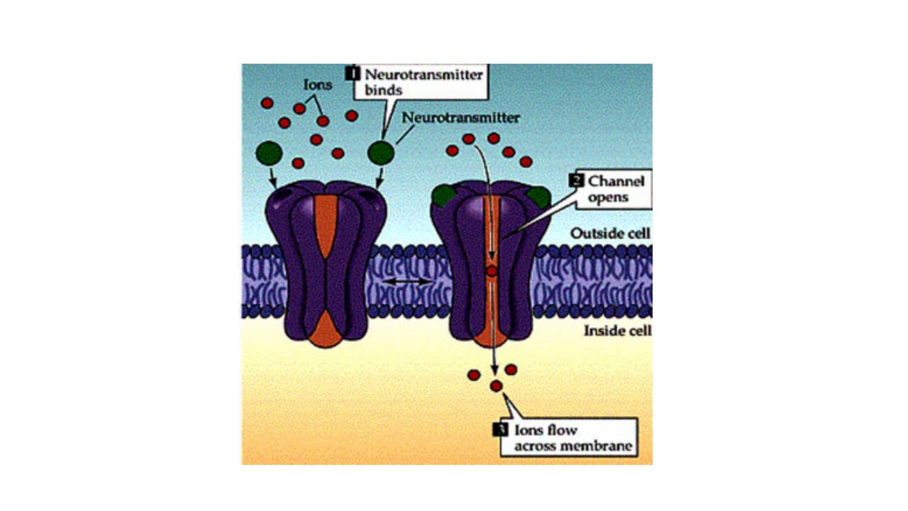 Diffusion across Cell membrane | PHYSIOLOGY LECTURE - YouTube