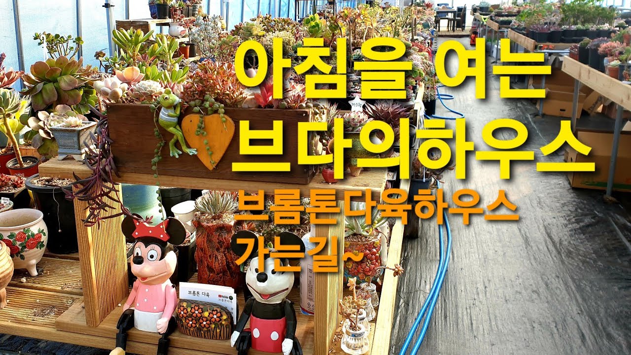 아침을 여는 브다의하우스~브롬톤다육 가는길~ 브롬톤다육 다육이하우스 난방준비 Youtube